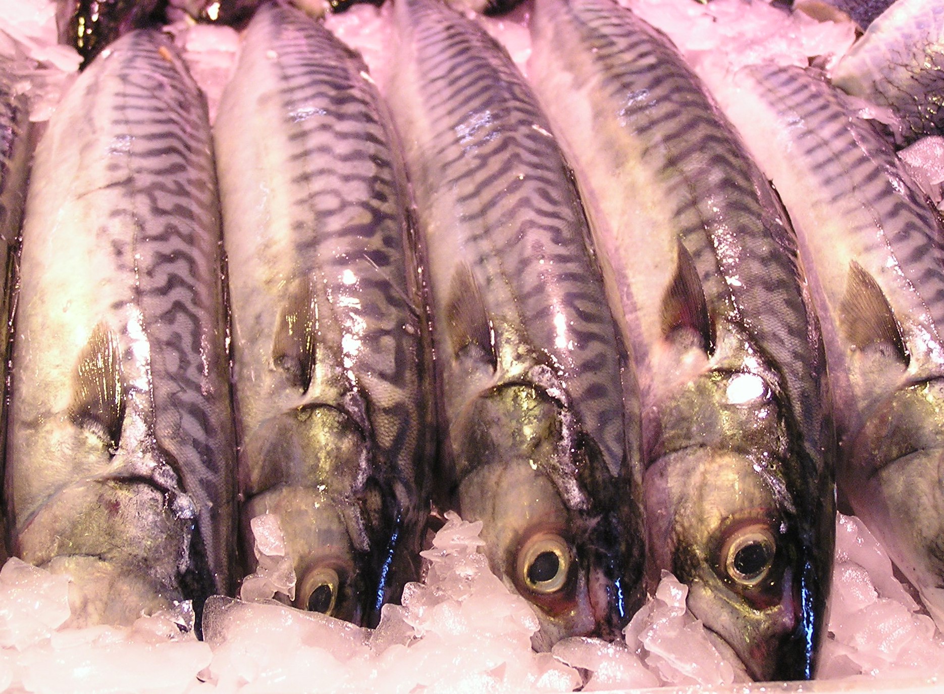 FISH STOCKS DECLINING RAPIDLY - Connecting The Dots